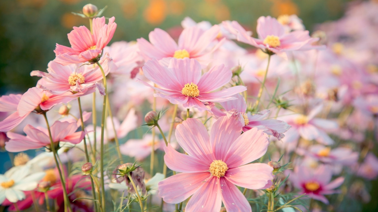 How to Plant, Grow, and Care For Cosmos Flowers