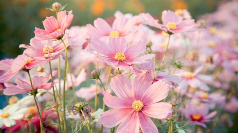 How to Plant, Grow, and Care For Cosmos Flowers
