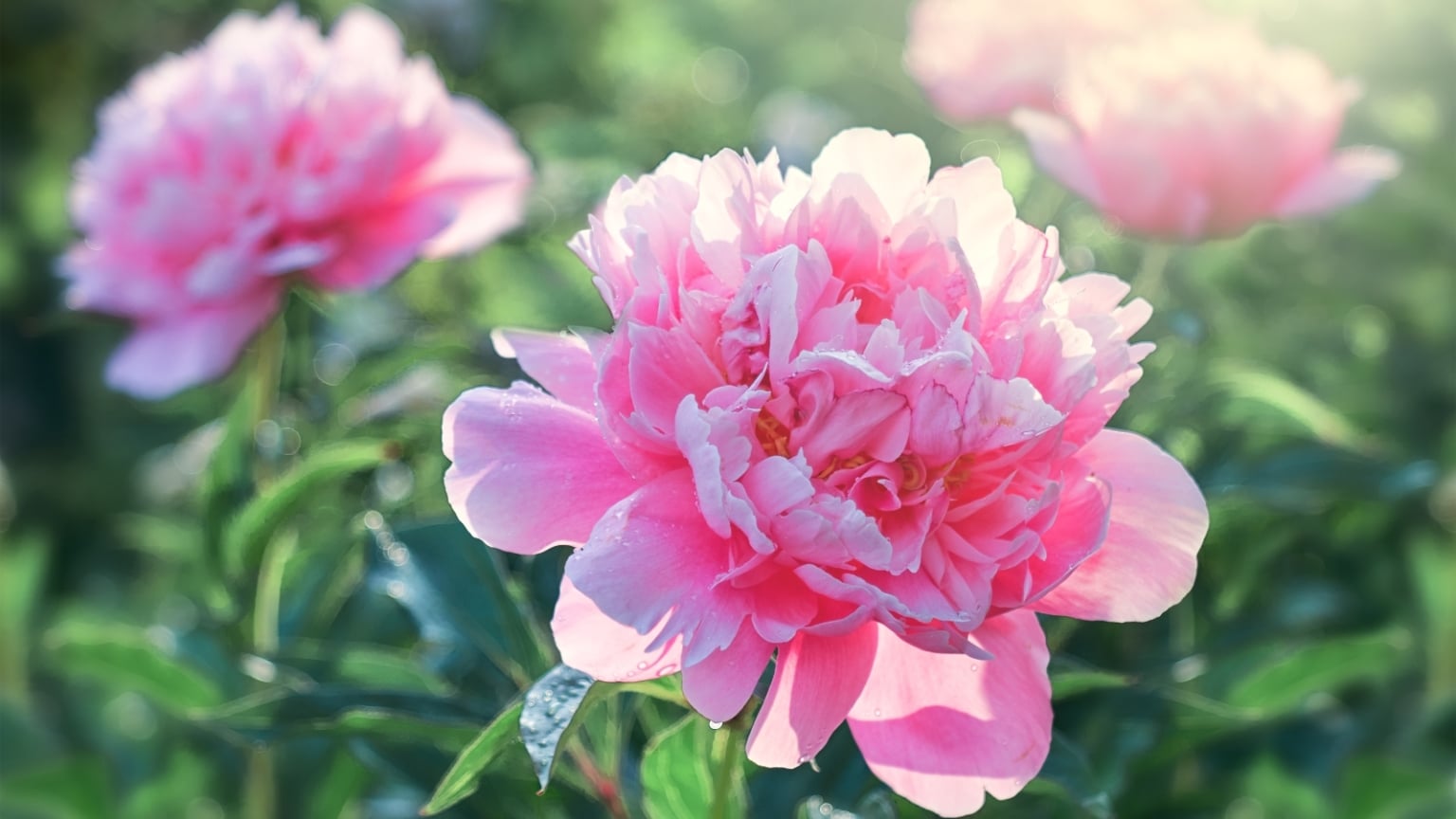 17 Old-Fashioned Flowers for a Garden with Vintage Charm