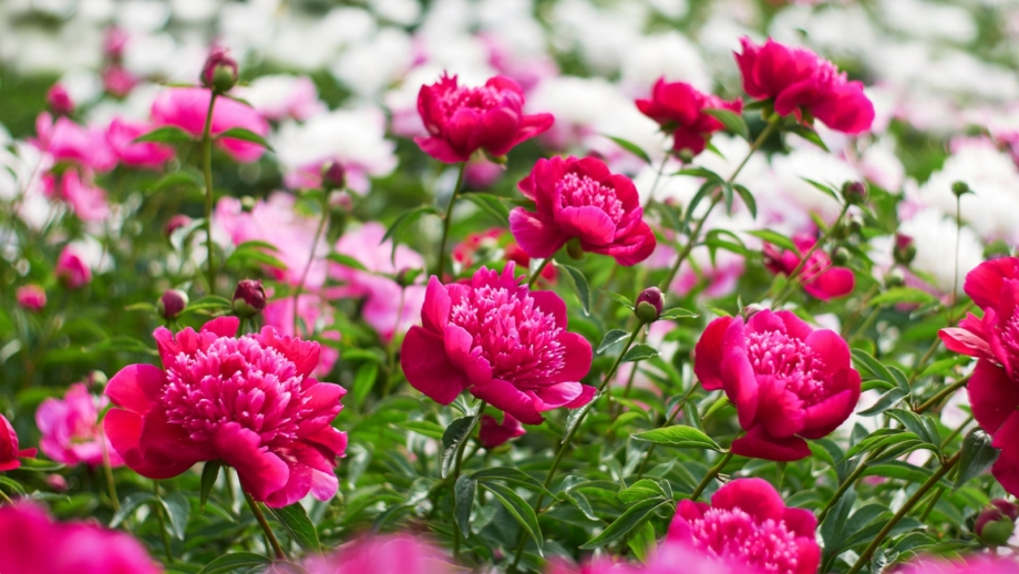 29 Flowers That Thrive in Full Sun