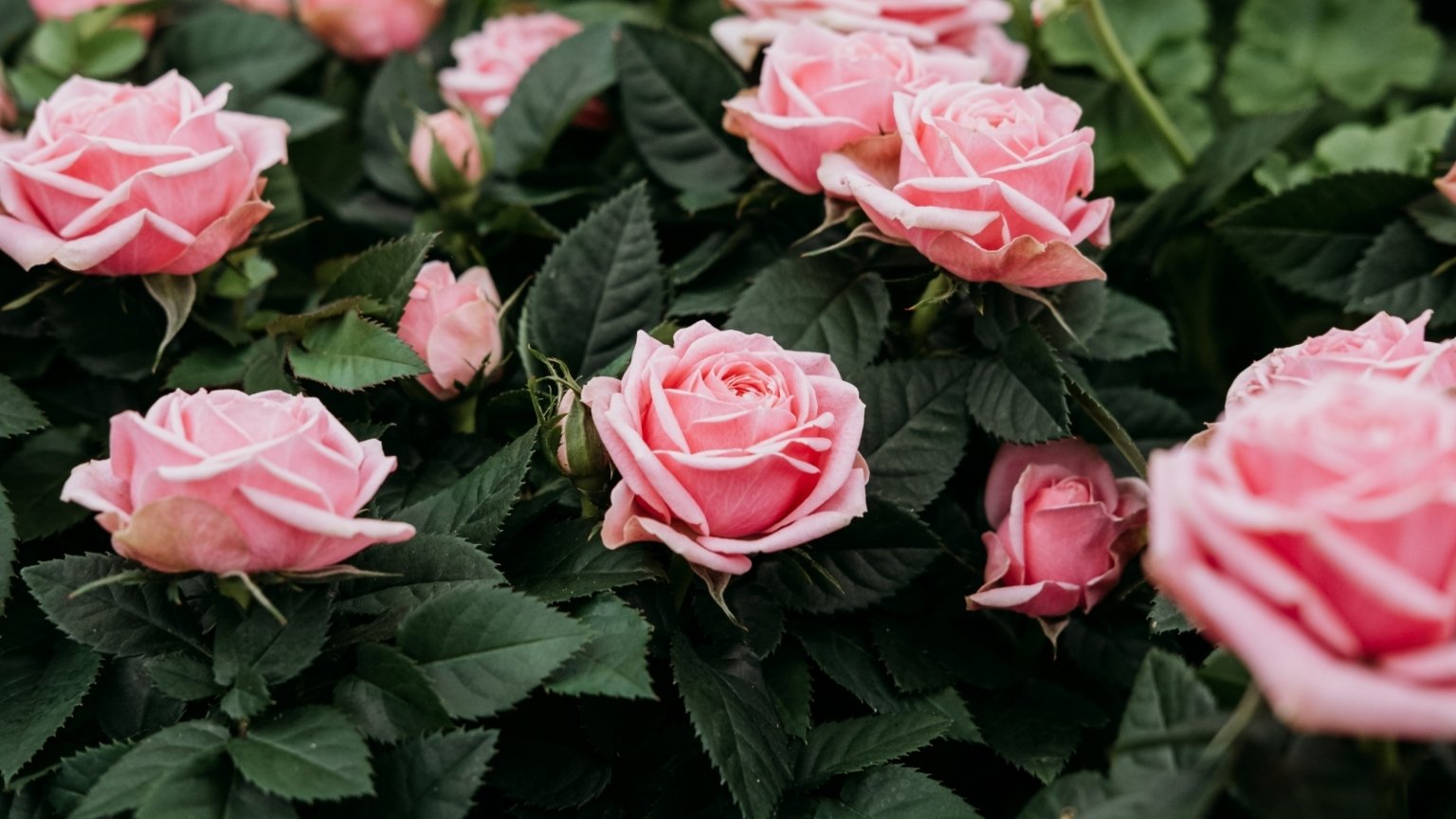 17 Old-Fashioned Flowers for a Garden with Vintage Charm