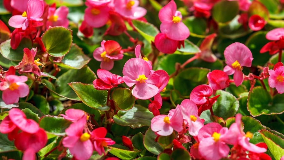 21 Plants For Mid-Century Modern Home Gardens