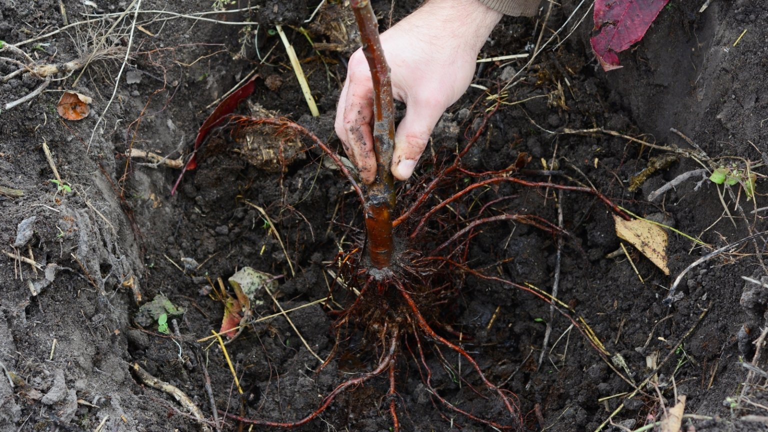 How to Plant, Grow, and Care for 'Fuji' Apple Trees