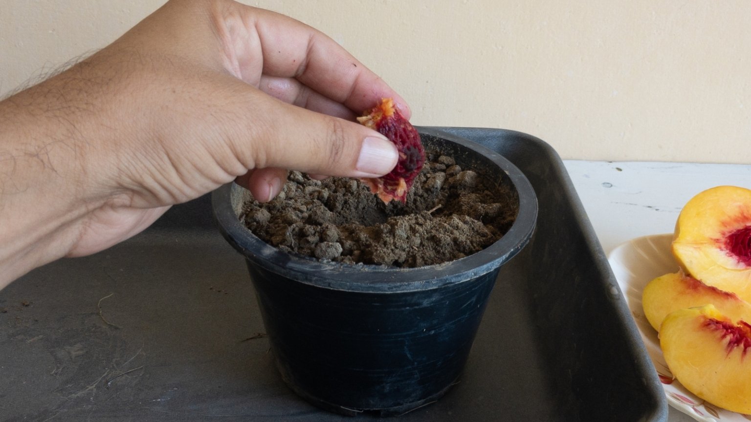 How to Plant, Grow, and Care for ‘Elberta’ Peach Trees