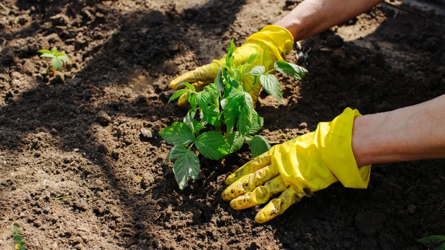 How to Plant, Grow, and Care for 'Heritage' Raspberries