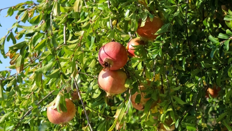 9 Best Pomegranate Varieties for Home Gardens