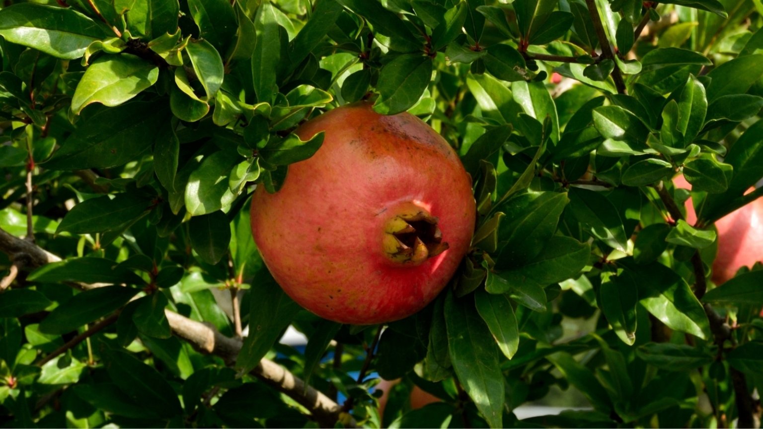 9 Best Pomegranate Varieties for Home Gardens