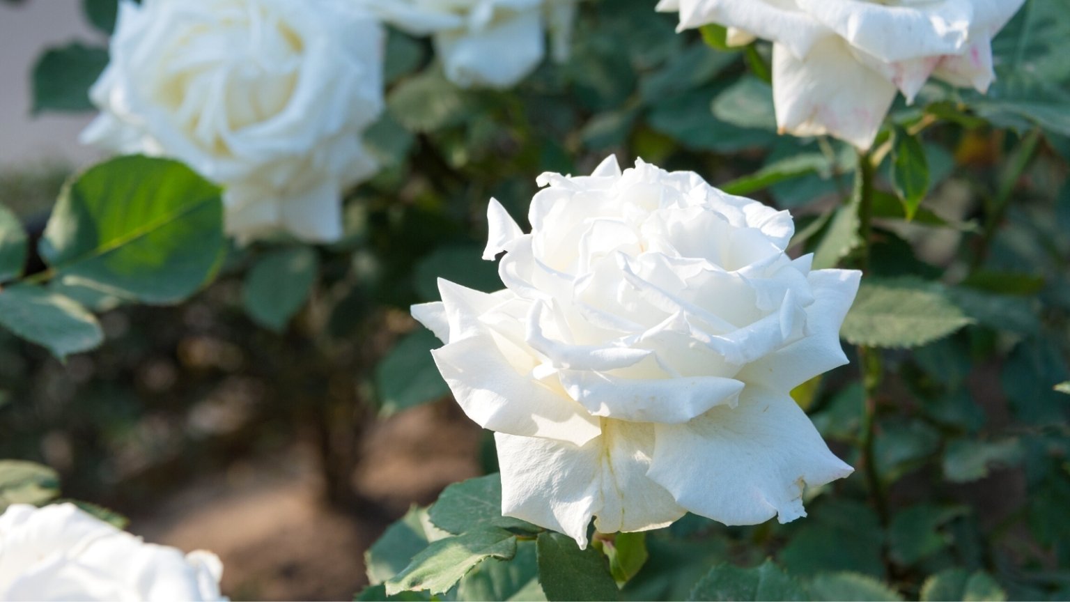 25 Best Tree Roses For Your Garden
