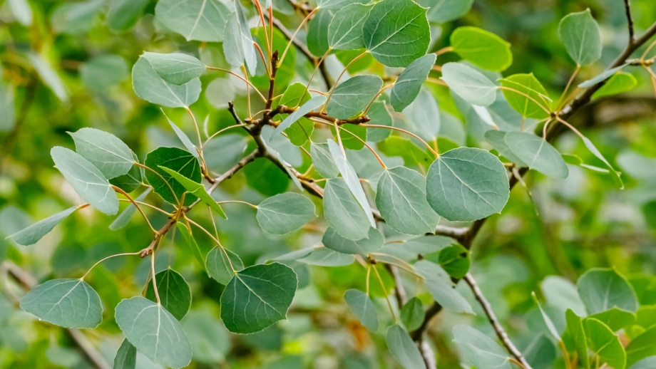 25 Perennials with Stunning Color-Changing Foliage Through the Seasons