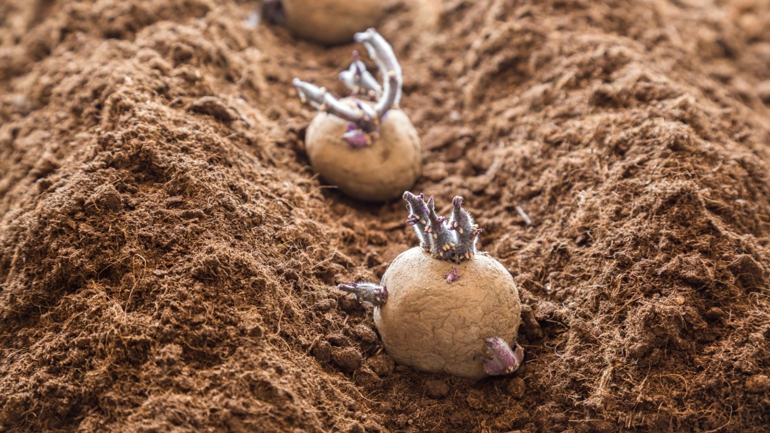 When Should You Plant Potatoes?