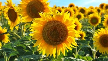 29 Flowers That Thrive in Full Sun