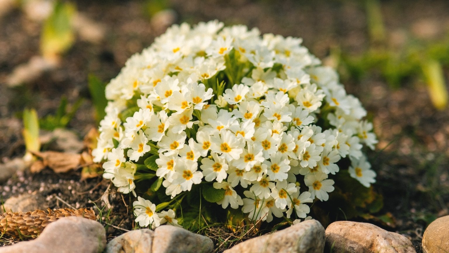 13 Irish Plants to Grow this Saint Patrick's Day