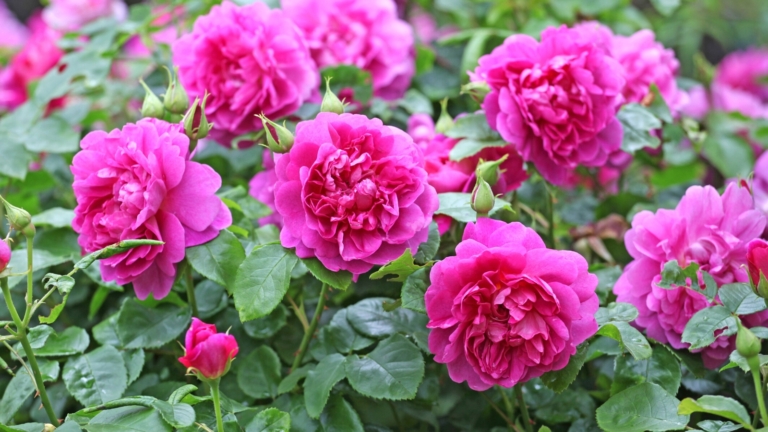 25 Best Tree Roses For Your Garden