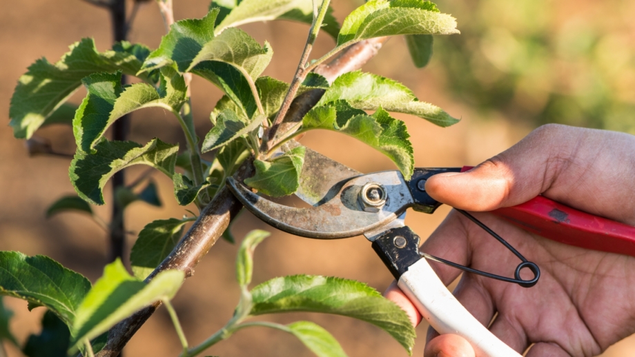 How to Plant, Grow, and Care for 'Fuji' Apple Trees
