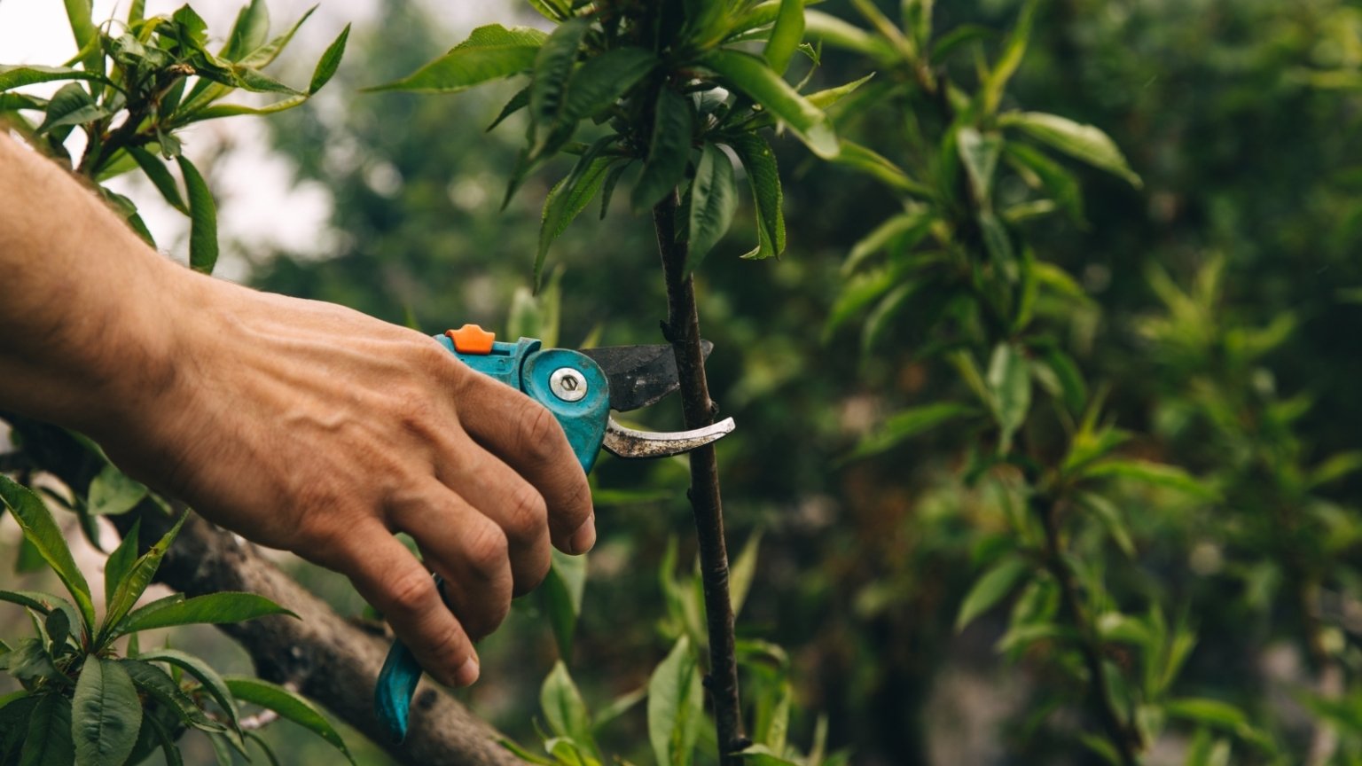 How to Plant, Grow, and Care for ‘Elberta’ Peach Trees