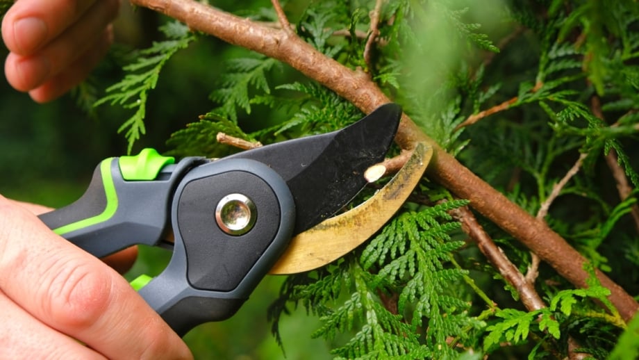 How to Plant, Grow, and Care For Thuja 'Green Giant’ Arborvitae