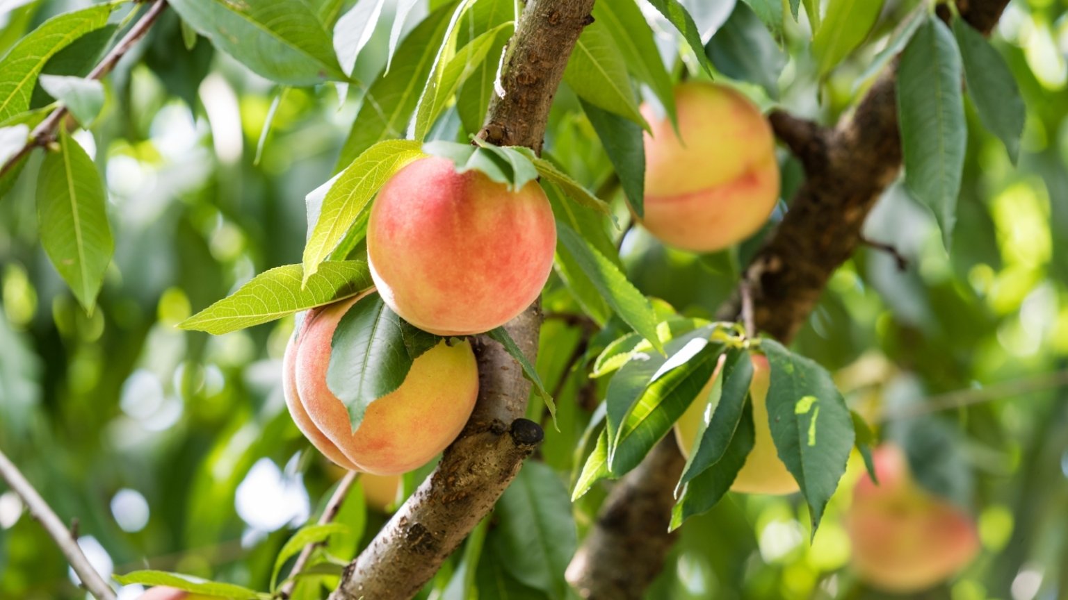 9 Best Peach Tree Varieties for Home Gardens