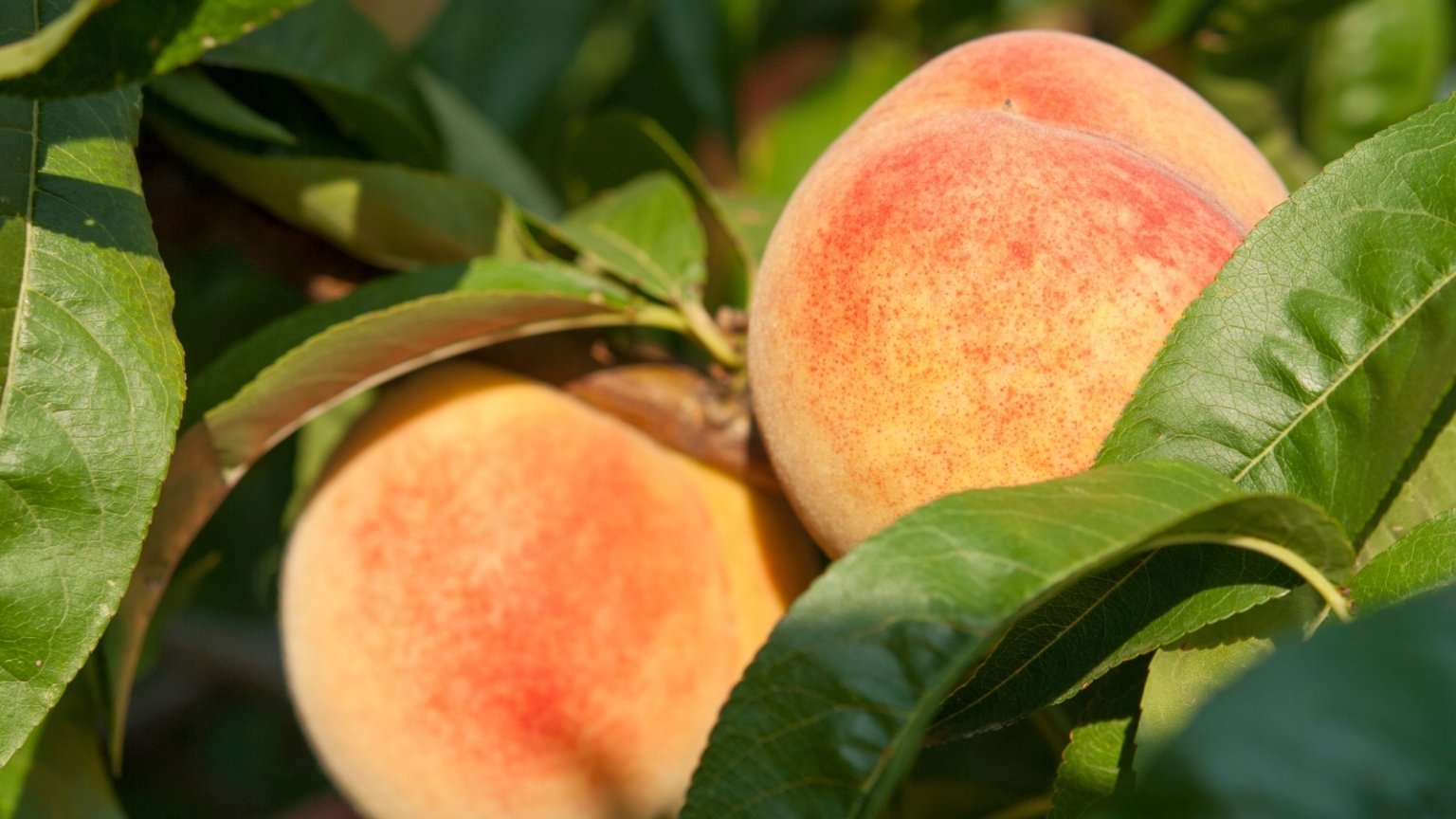 9 Best Peach Tree Varieties for Home Gardens
