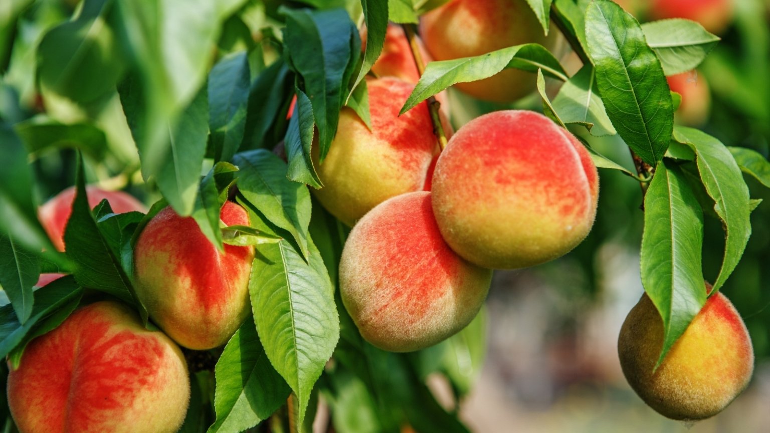 9 Best Peach Tree Varieties for Home Gardens