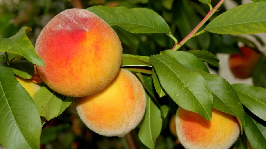 9 Best Peach Tree Varieties for Home Gardens