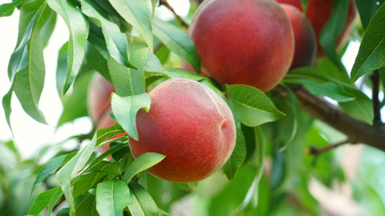 9 Best Peach Tree Varieties for Home Gardens