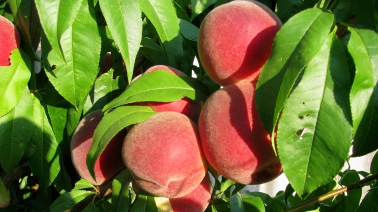 9 Best Peach Tree Varieties for Home Gardens