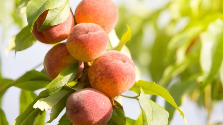 9 Best Peach Tree Varieties for Home Gardens