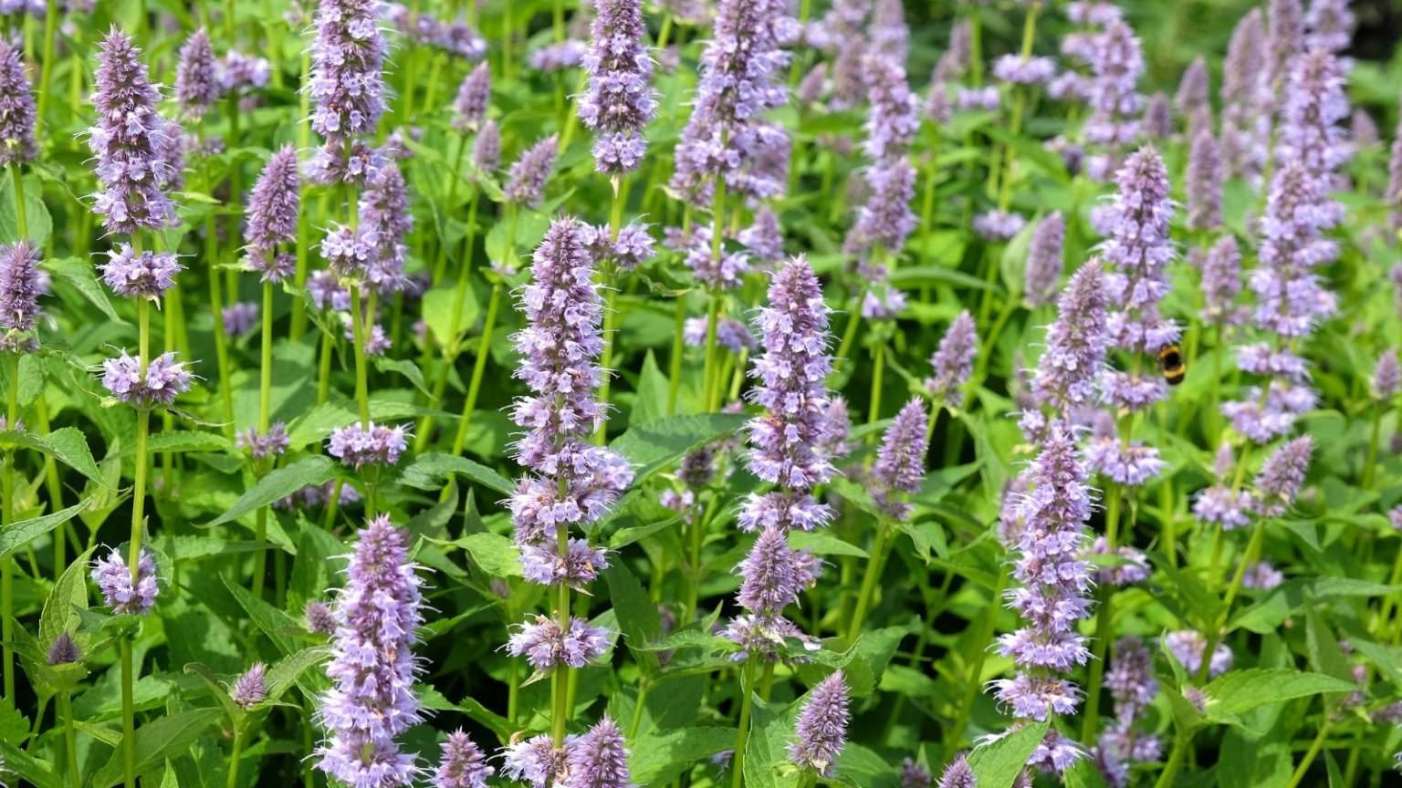 27 Drought-Tolerant Perennial Flowers for Dry Gardens