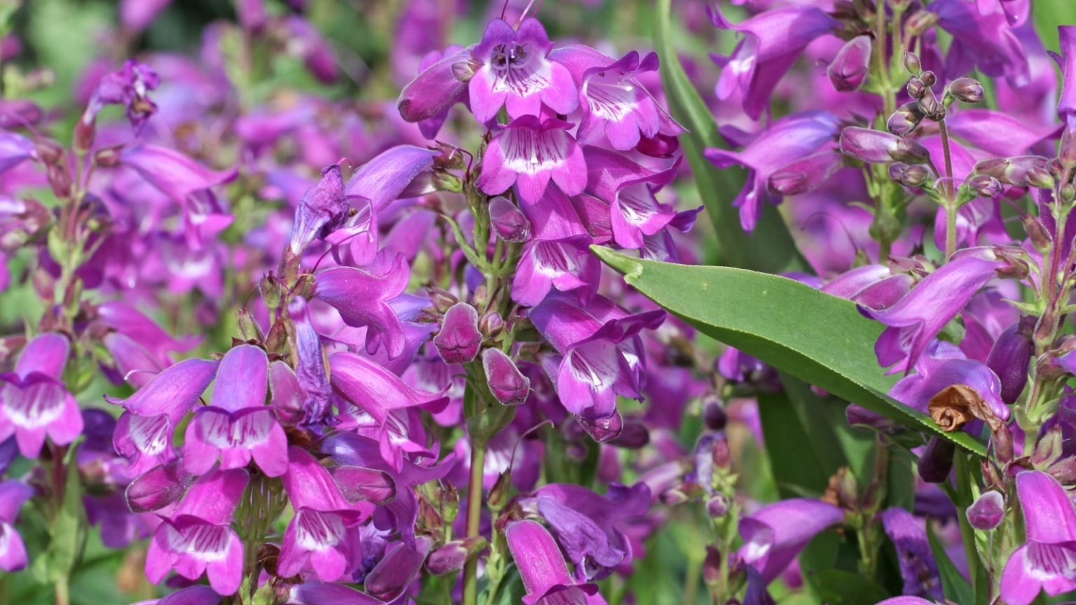 27 Beautiful Texas Wildflowers