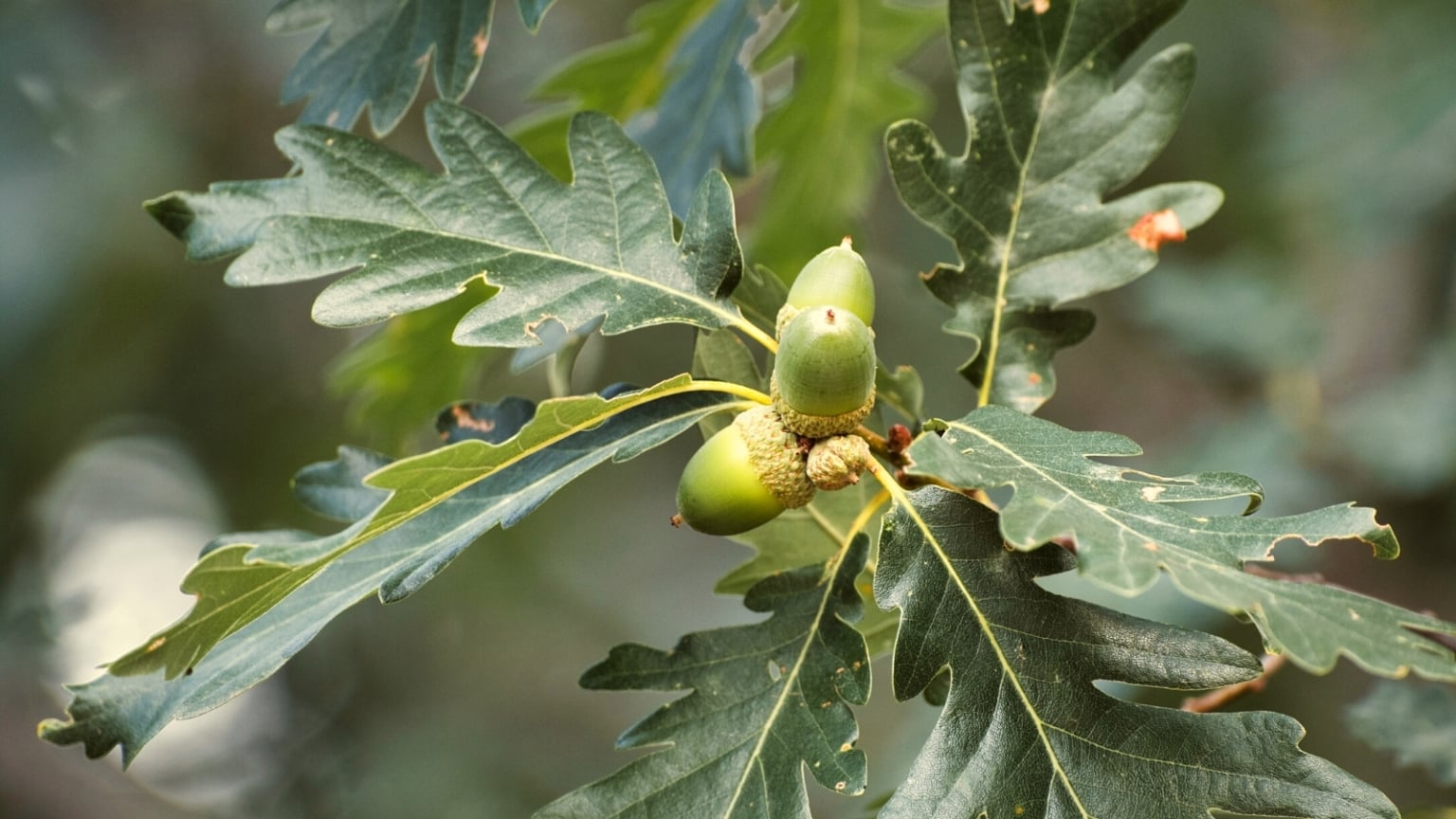 19 Beautiful Trees to Plant This Earth Day