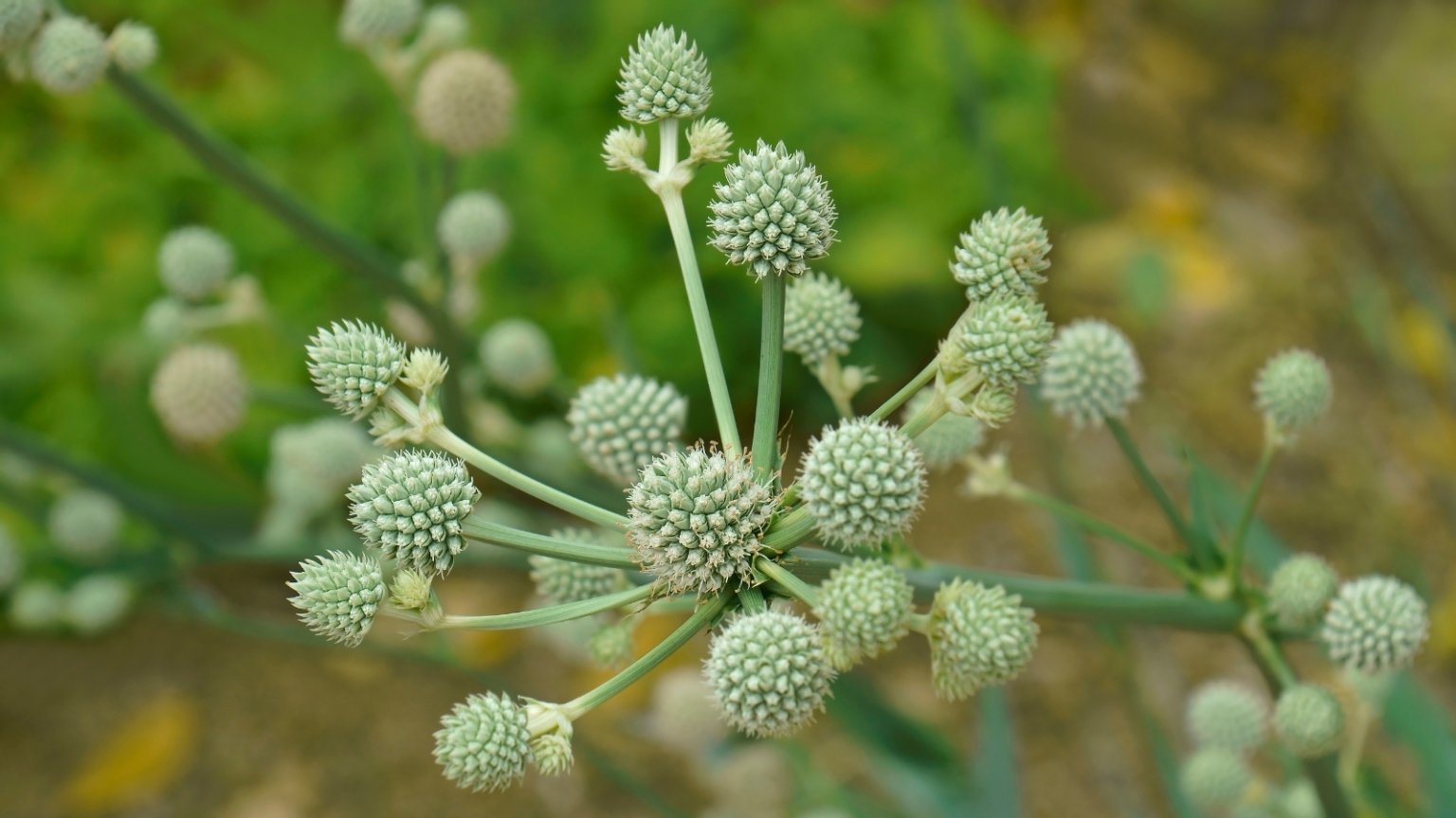 19 Fun Plants Named for Animals