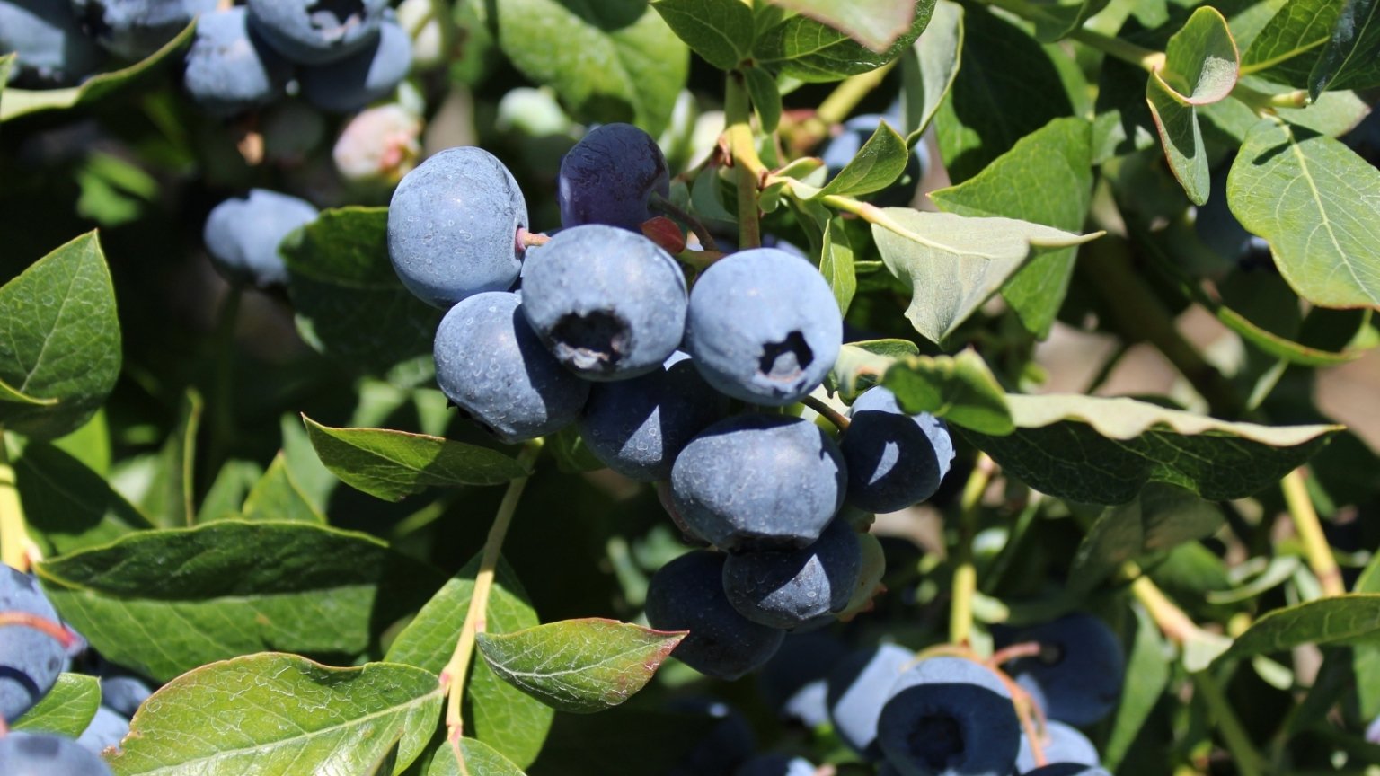 13 Tastiest Blueberry Varieties for Home Gardens