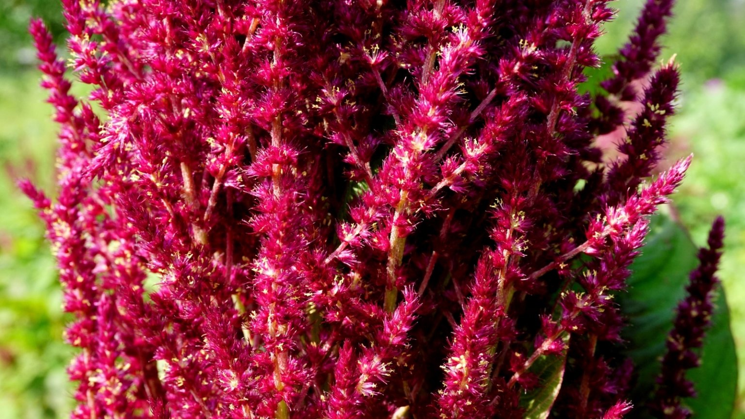 How to Plant, Grow, and Care for Love-Lies-Bleeding Amaranth