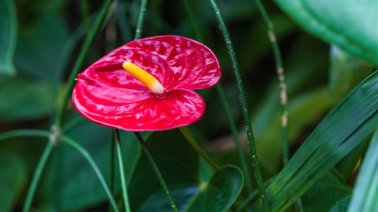 How to Plant, Grow, and Care for Anthuriums