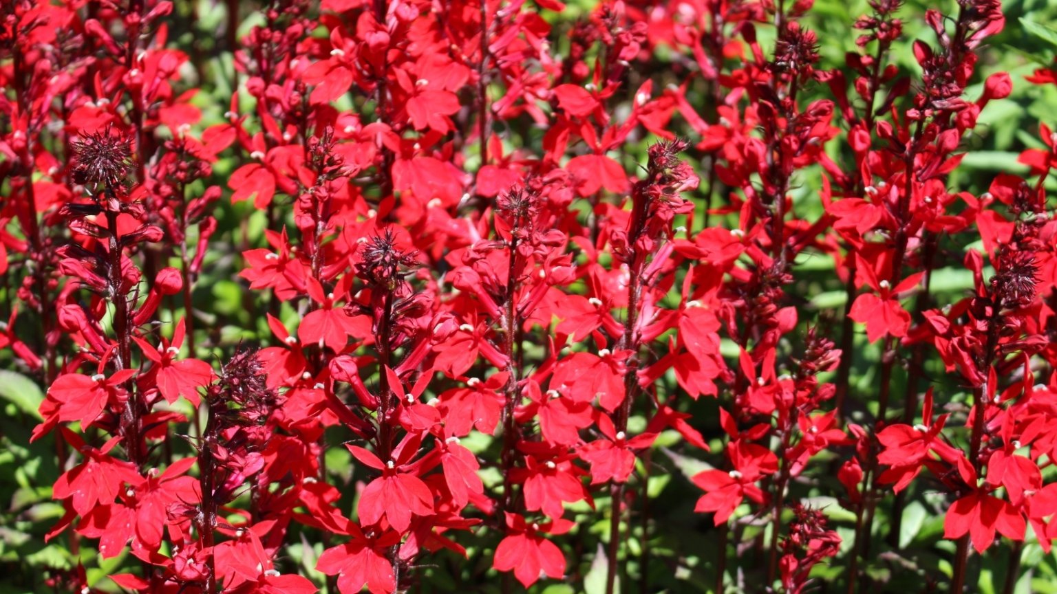 19 Fun Plants Named for Animals