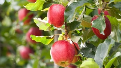 How to Plant, Grow, and Care for 'Gala' Apple Trees