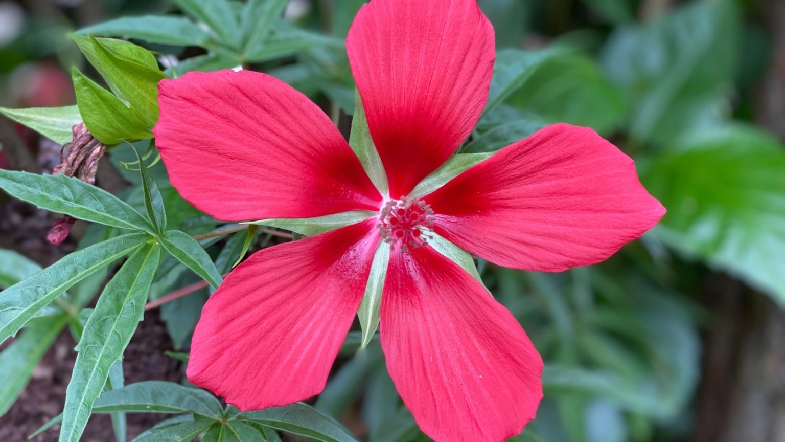 27 Beautiful Texas Wildflowers