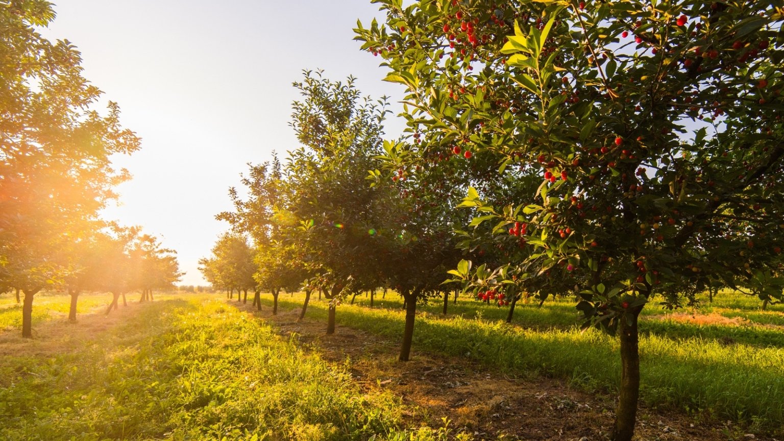 How to Plant, Grow, and Care for ‘Lapins’ Cherry Trees
