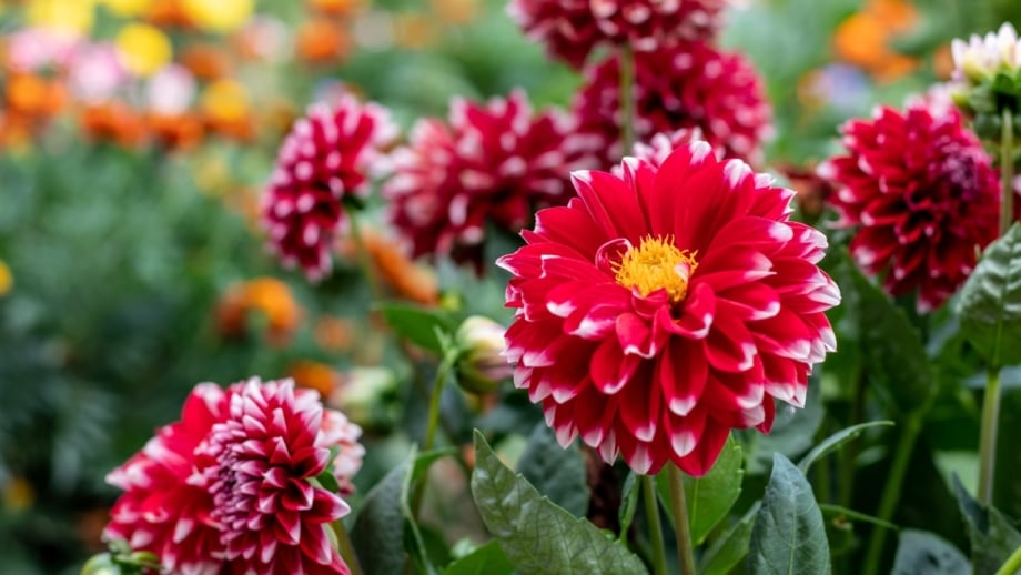 29 Flowers That Thrive in Full Sun