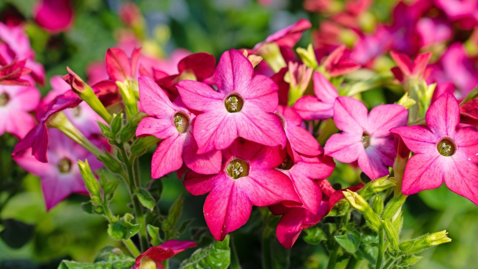 How to Plant, Grow, and Care for Nicotiana