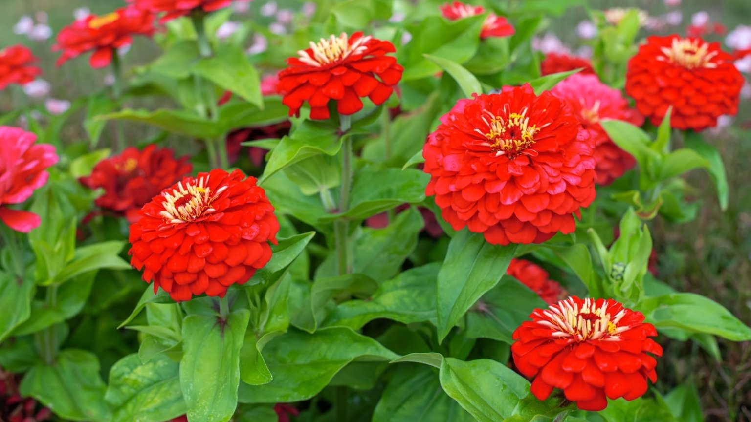 29 Flowers That Thrive in Full Sun