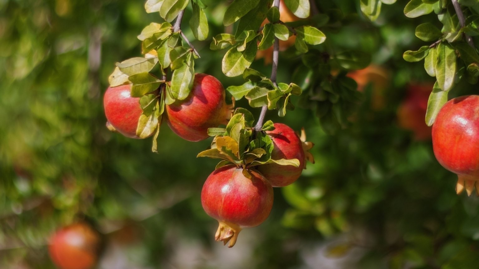 9 Best Pomegranate Varieties for Home Gardens