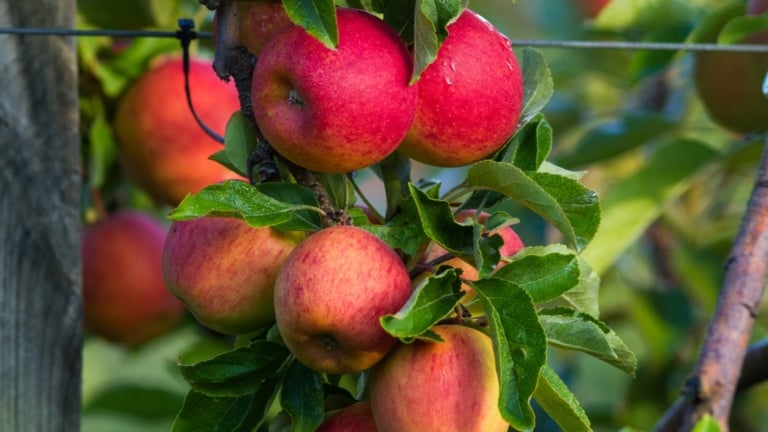 How to Plant, Grow, and Care for 'Gala' Apple Trees