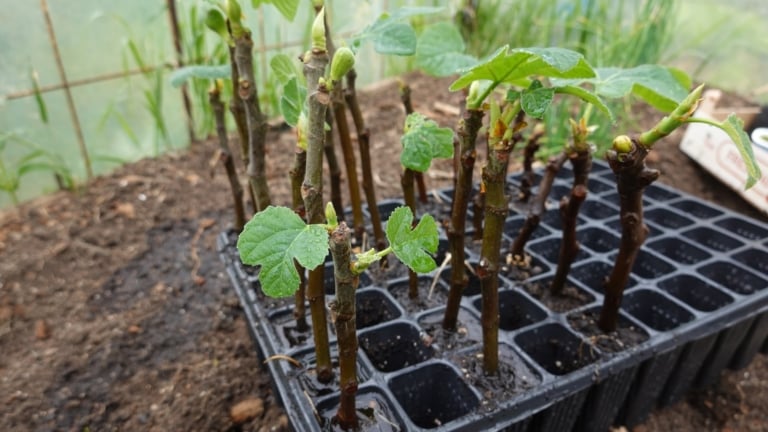 How to Plant, Grow, and Care For Fig Trees