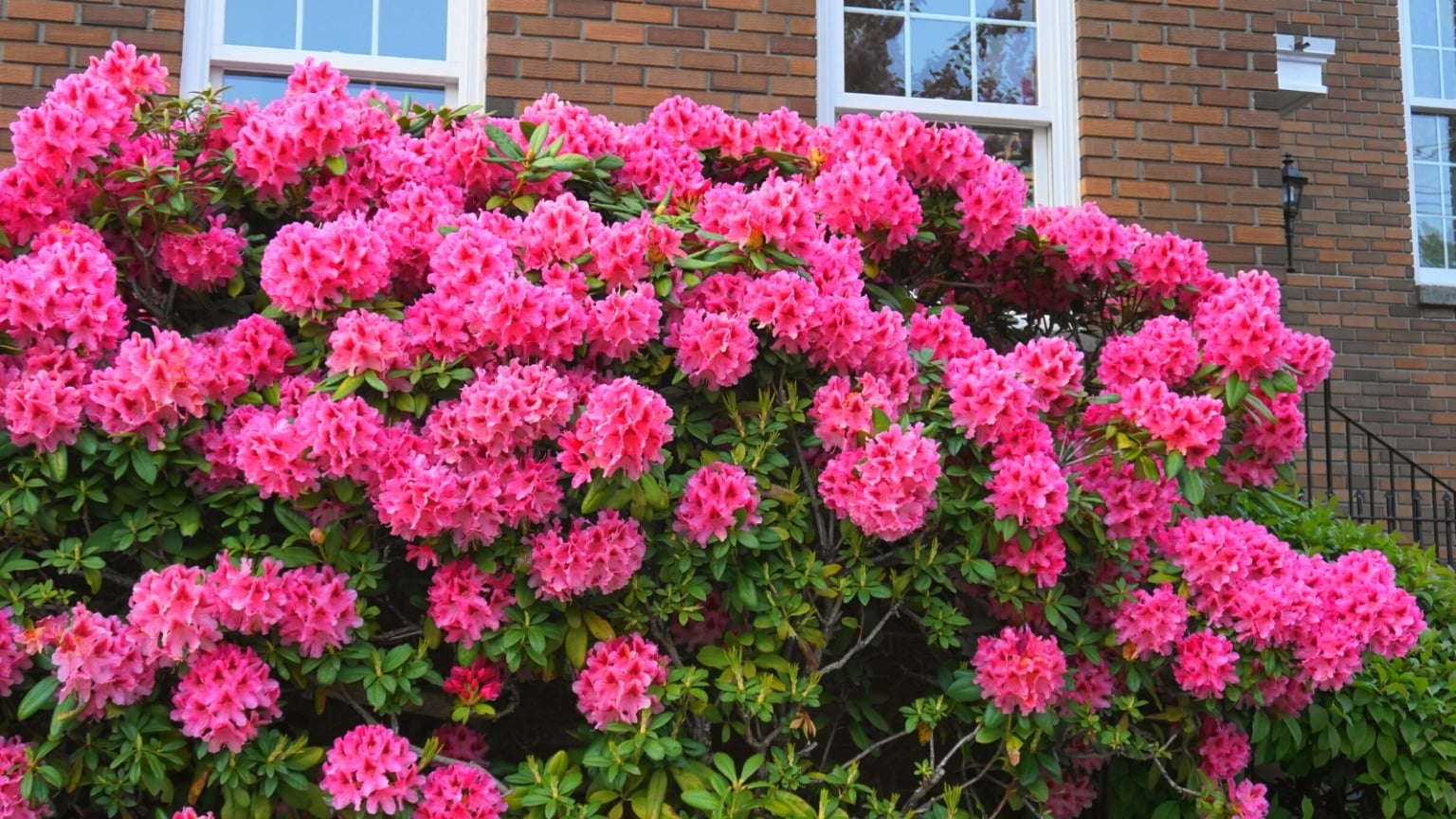 17 Best Foundation Plants for the Front of Your House