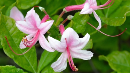 9 Native Azalea Varieties for Your Shade Garden