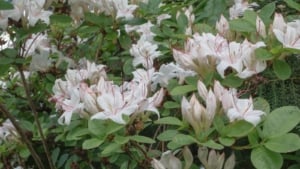 9 Native Azalea Varieties for Your Shade Garden