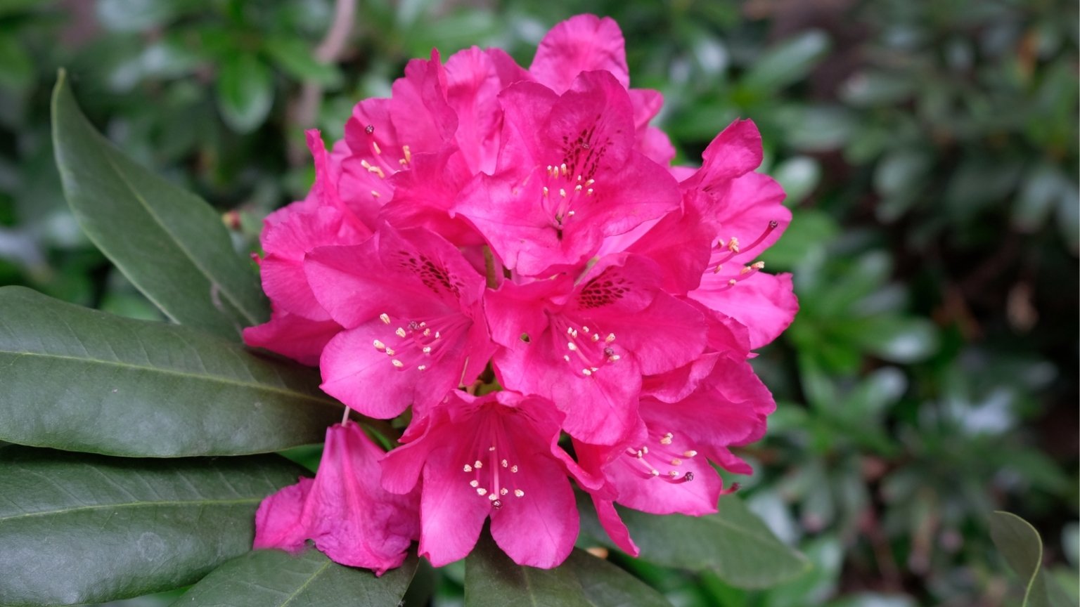 21 Plants for Victorian Home Gardens