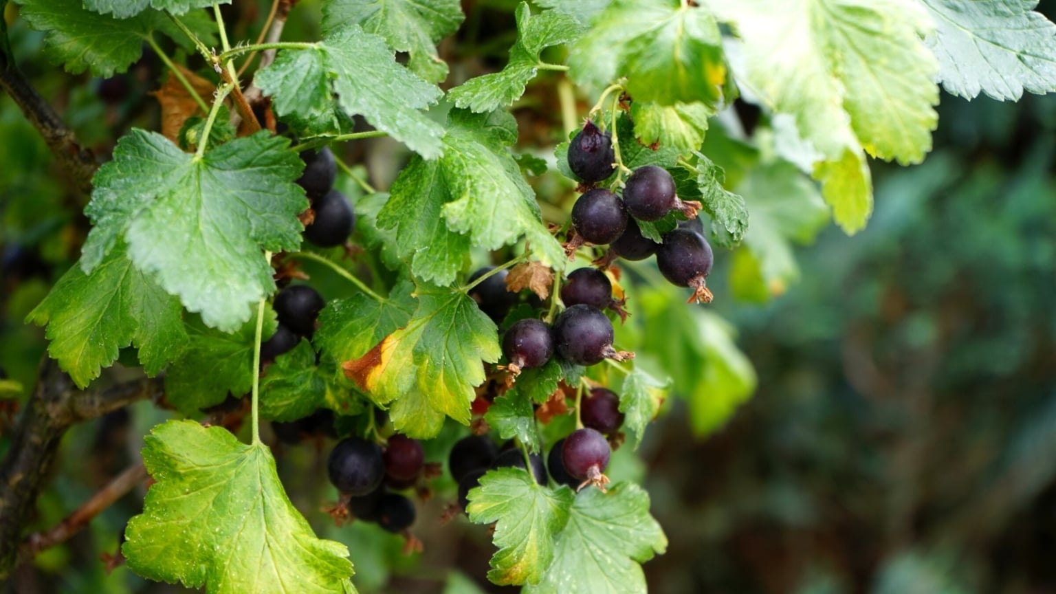 13 Best Thornless Berry Varieties for Your Garden