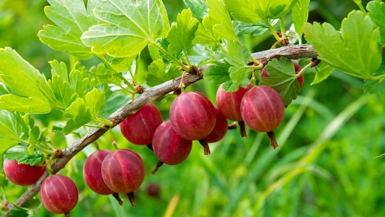 13 Best Thornless Berry Varieties for Your Garden